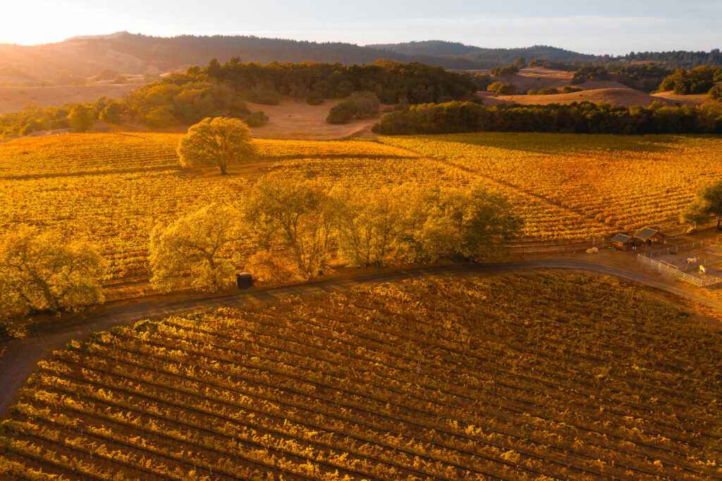 Vineyards - Merry Edwards