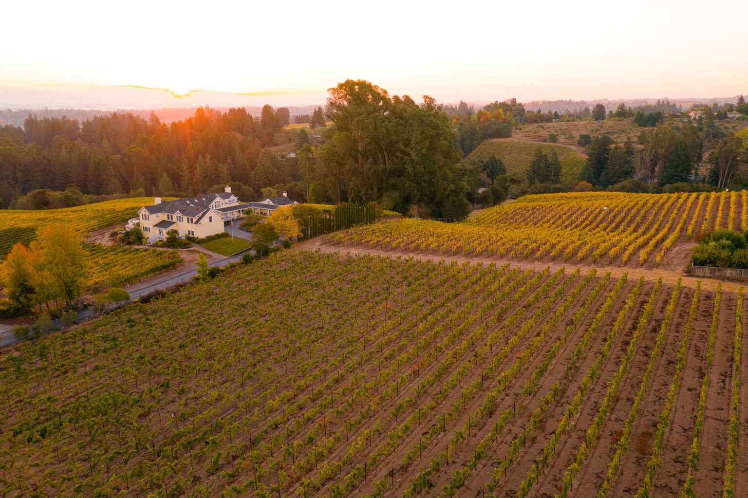 Vineyards - Merry Edwards