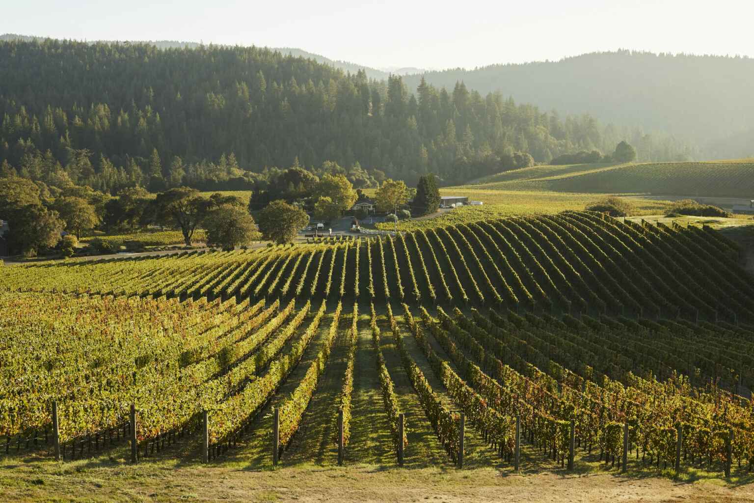 Vineyards - Merry Edwards