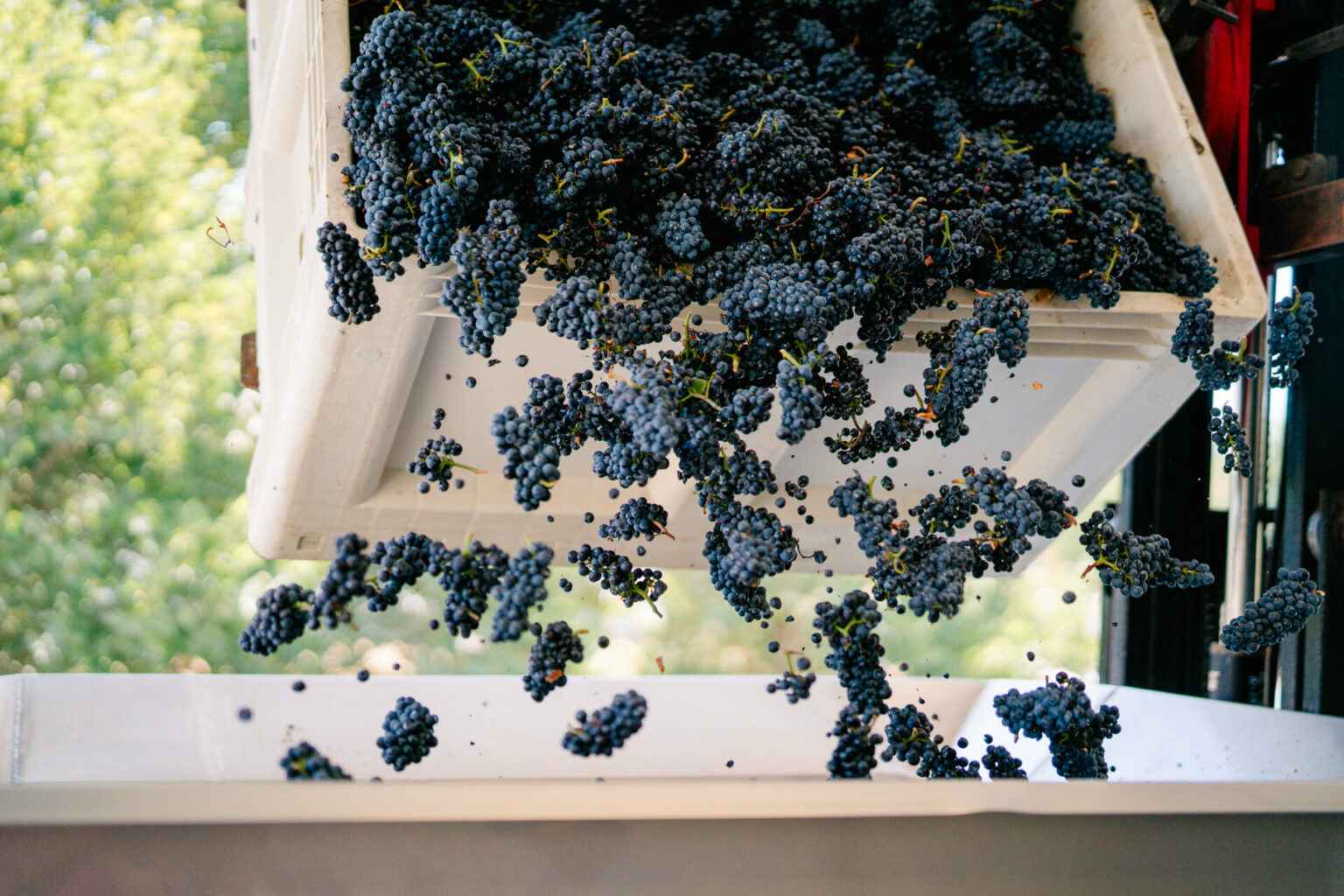 Gallery - Merry Edwards