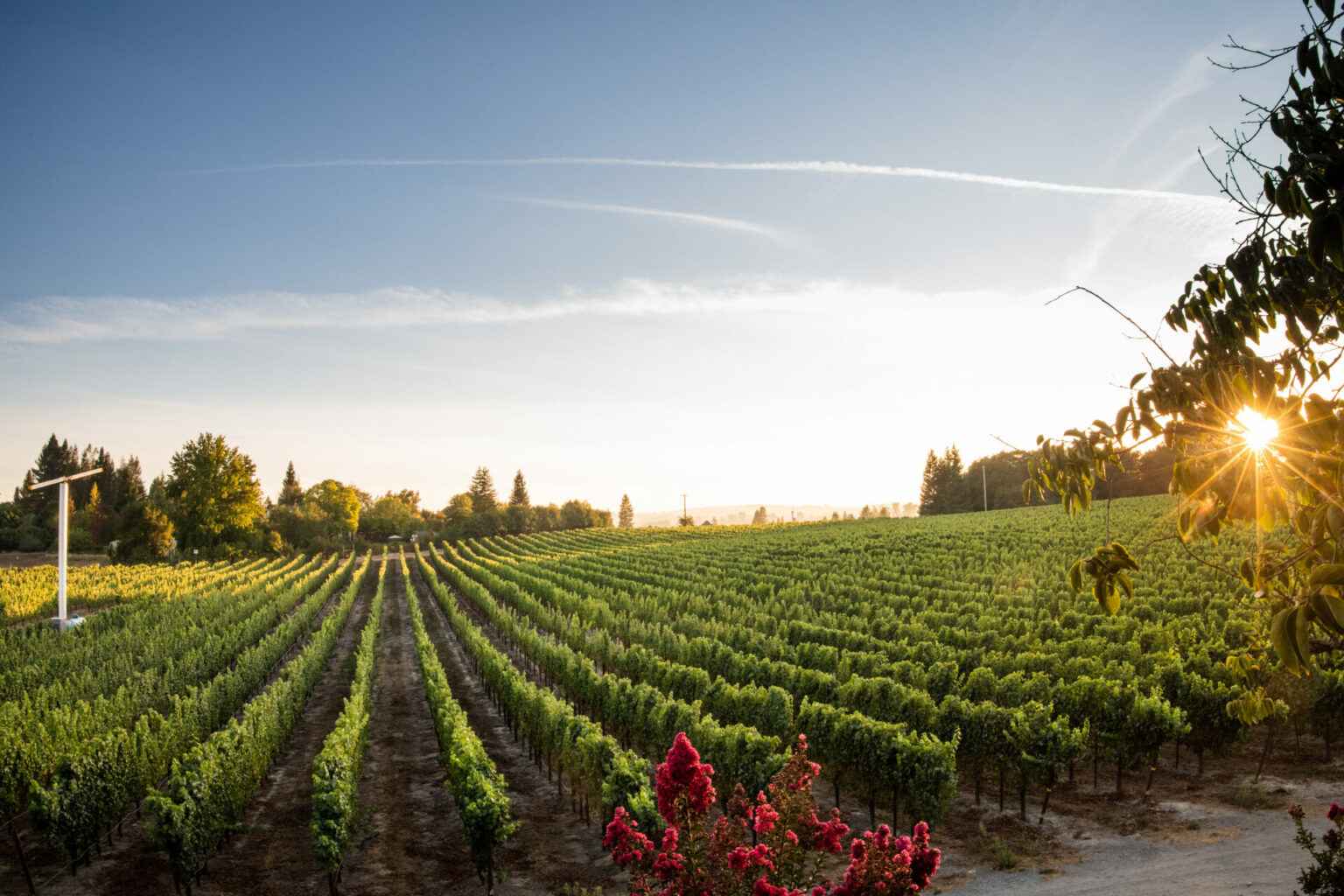 Gallery - Merry Edwards